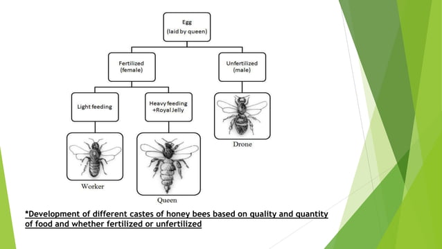 Apiculture ppt | PPTX | Beekeeping | Hobbies & Interests