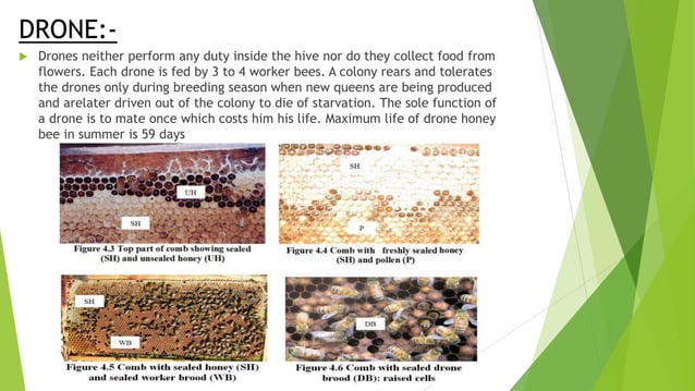 Apiculture ppt | PPTX | Beekeeping | Hobbies & Interests