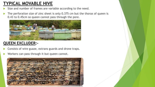 Apiculture ppt | PPTX | Beekeeping | Hobbies & Interests