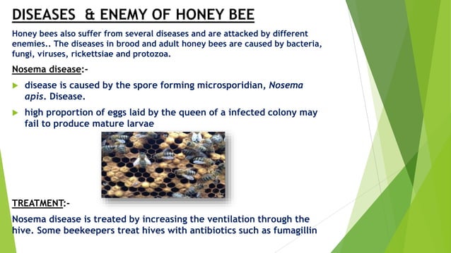 Apiculture ppt | PPTX | Beekeeping | Hobbies & Interests