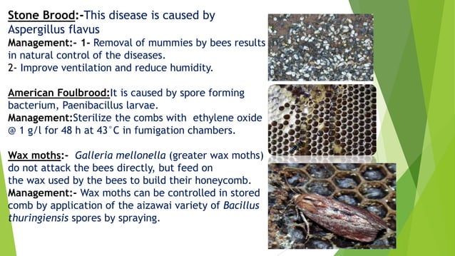 Apiculture ppt | PPTX | Beekeeping | Hobbies & Interests