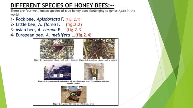 Apiculture ppt | PPTX | Beekeeping | Hobbies & Interests