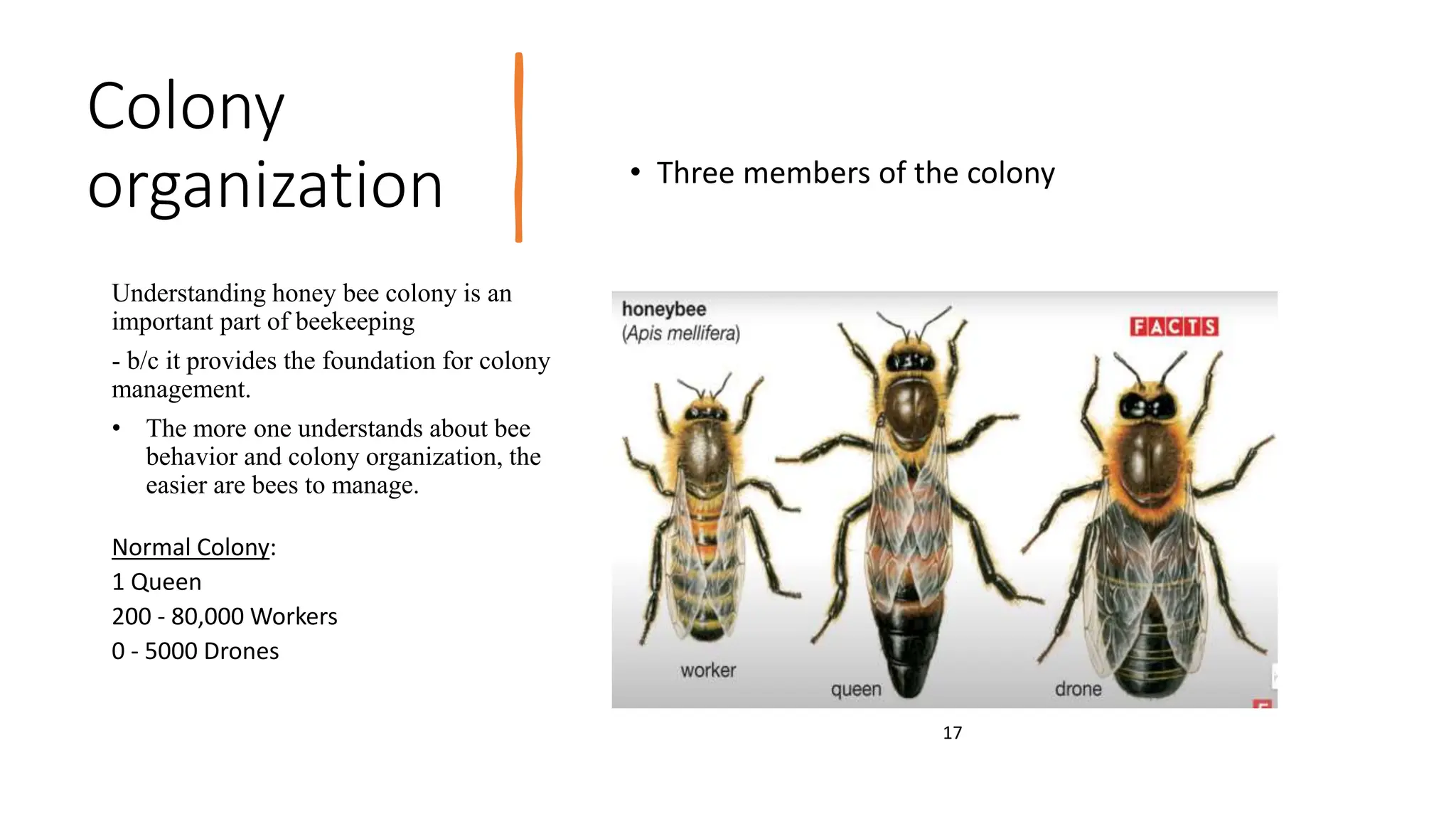 Introduction to Apiculture for Animal science | PPTX