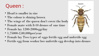 APICULTURE (Caste of Bees ,BEE KEEPING EQUIPMENTS) | PPT