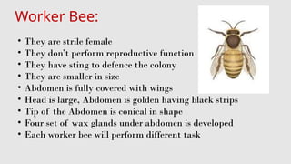 APICULTURE (Caste of Bees ,BEE KEEPING EQUIPMENTS) | PPT