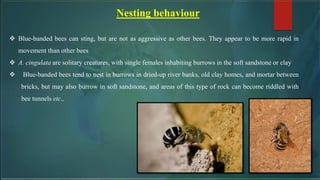 Amegilla- non apis pollinators | PPTX