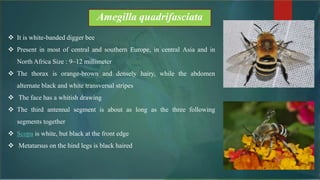 Amegilla- non apis pollinators | PPTX