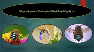 Amegilla- non apis pollinators | PPTX