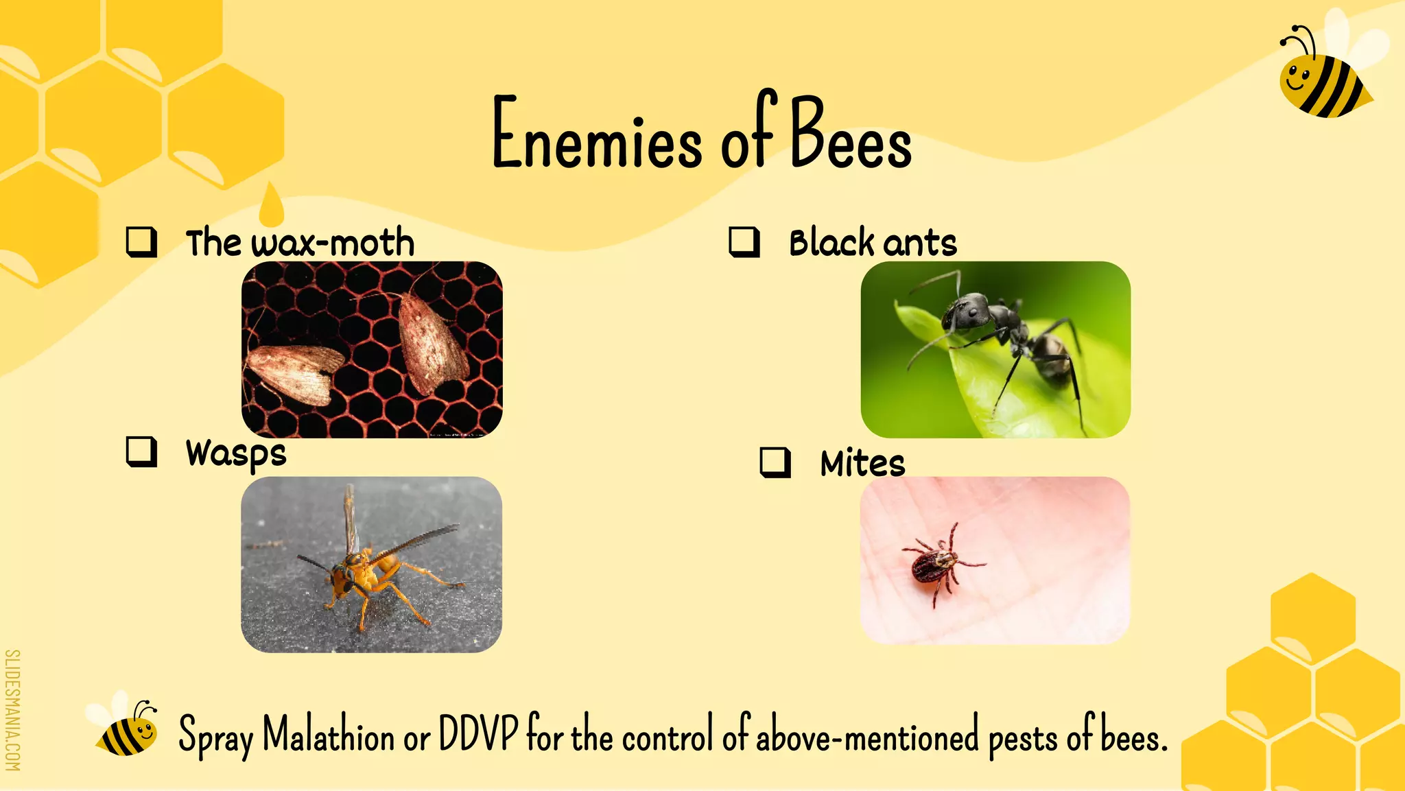 Apiculture presentation (group 2) | PPT