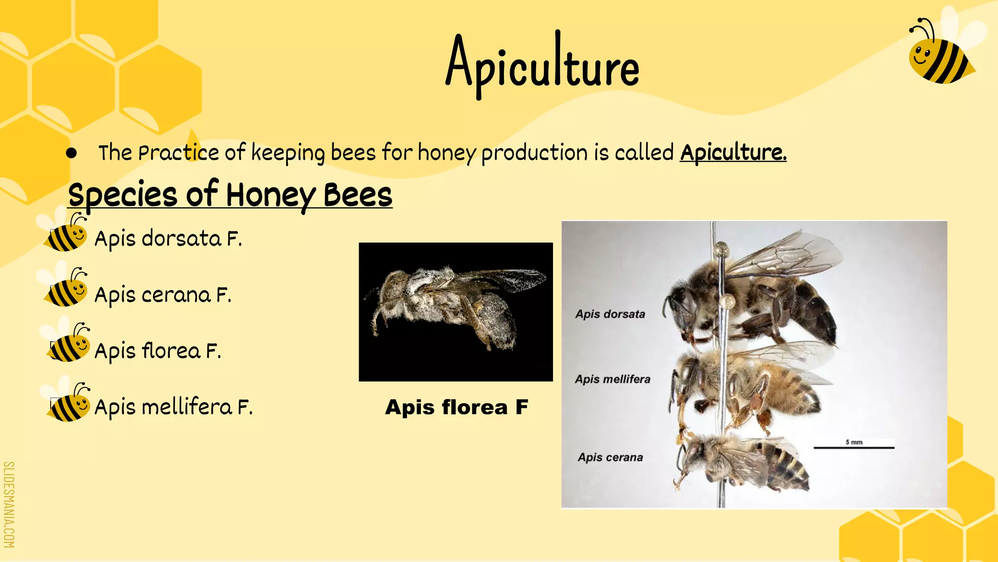 Apiculture presentation (group 2) | PPT