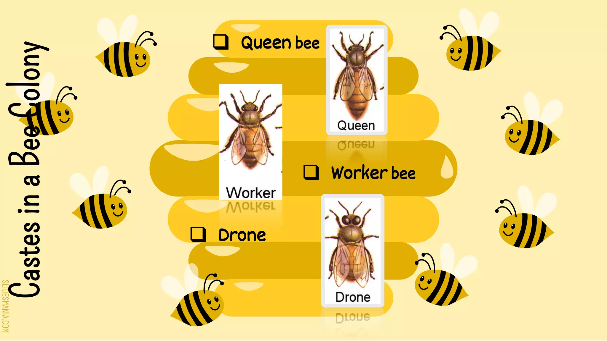 Apiculture presentation (group 2) | PPT