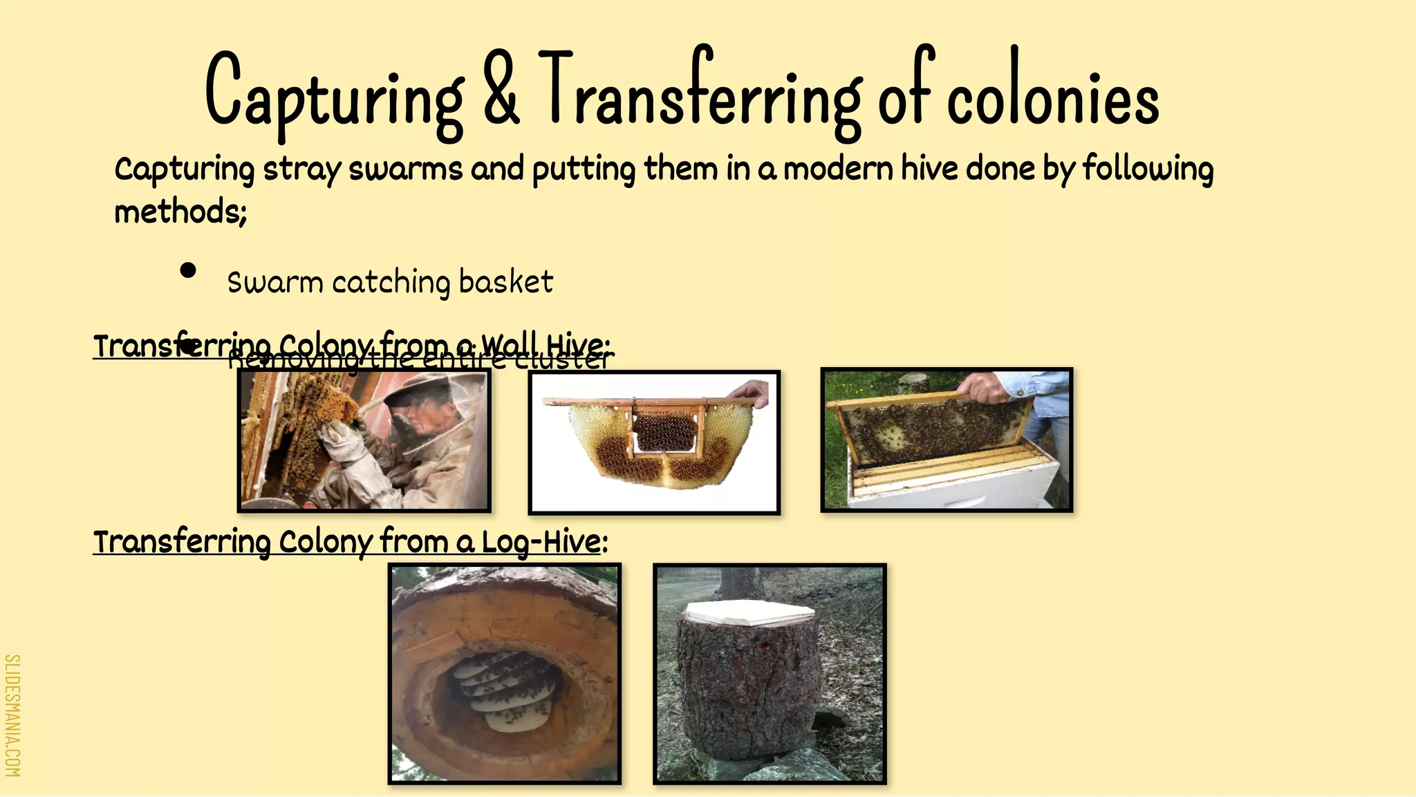Apiculture presentation (group 2) | PPT