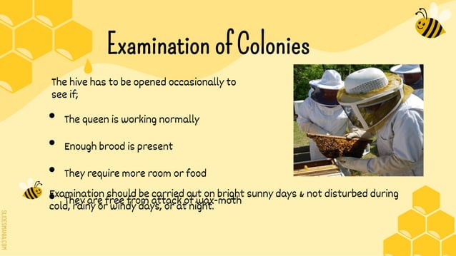 Apiculture presentation (group 2) | PPT