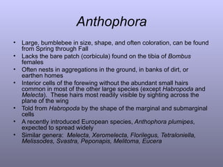 Guide to the Bee Genera within Apidae of Eastern North America, Part 1 ...