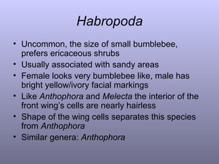 Guide to the Bee Genera within Apidae of Eastern North America, Part 1 ...