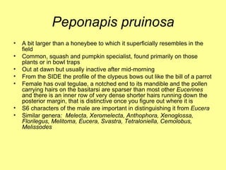 Guide to the Bee Genera within Apidae of Eastern North America, Part 2 ...
