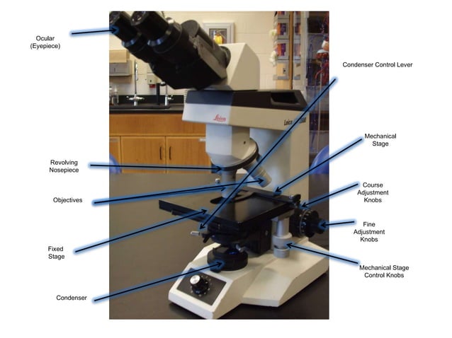 A&P I Lab Exam 1 | PPS