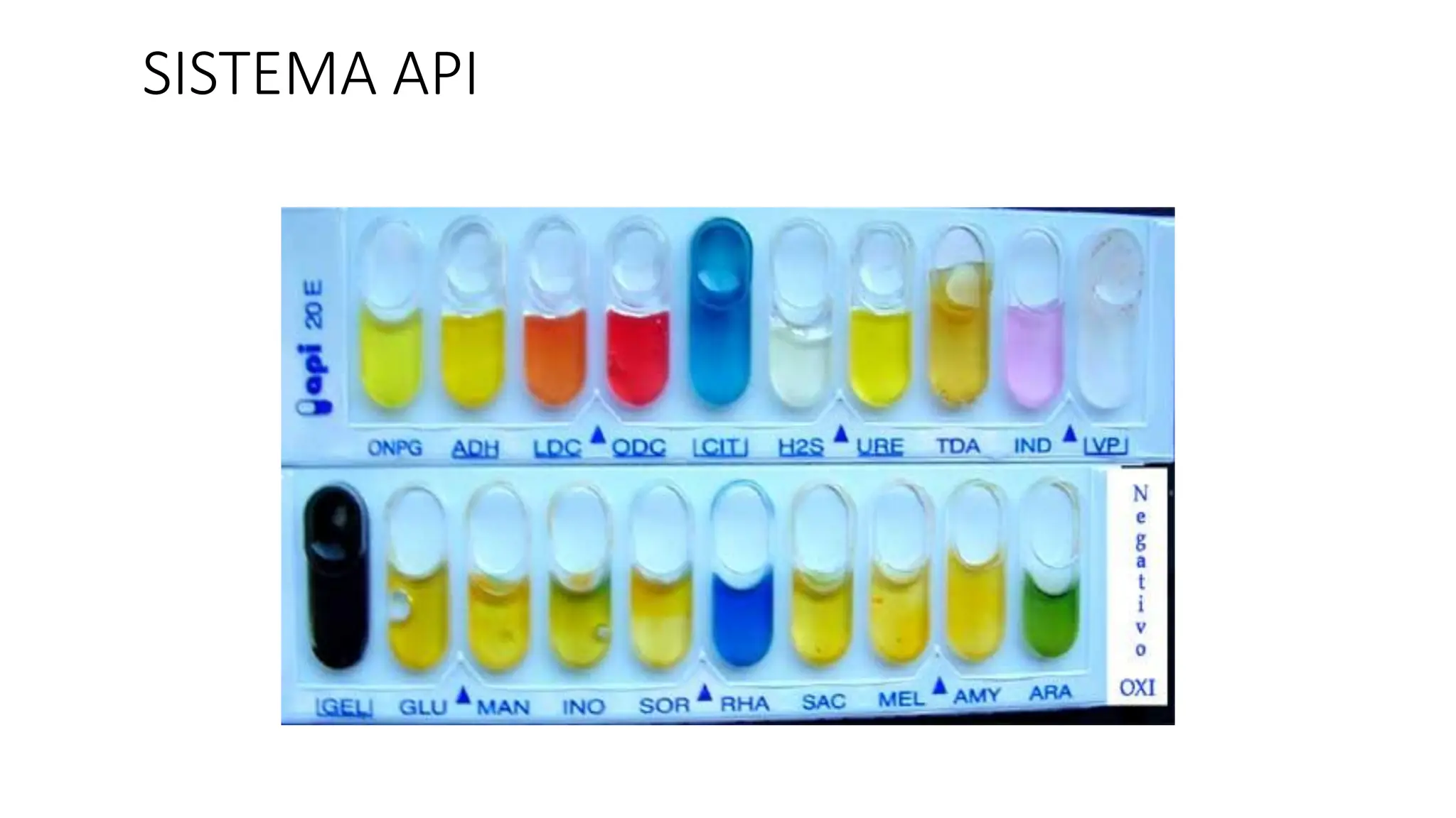 Métodos de identificacion bioquímica. Prueba API en microbiologia. | PPT