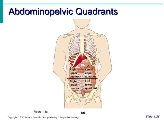A&P Human Body Orientation | PPT