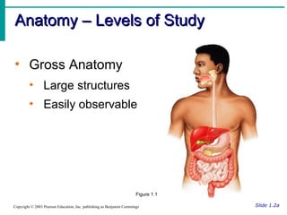A&P Human Body Orientation | PPT