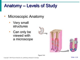 A&P Human Body Orientation | PPT