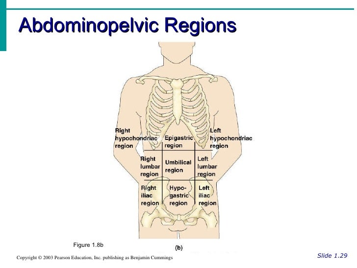 A&P Human Body Orientation