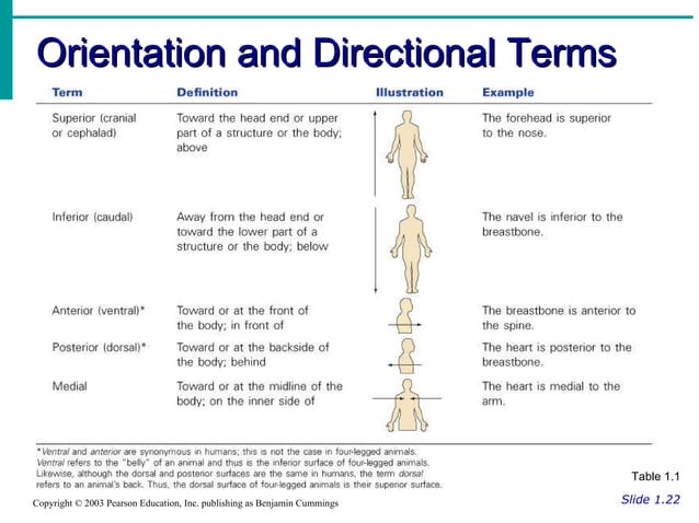 Introductory & Directional Terminology | PPT