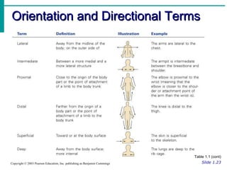 Introductory & Directional Terminology | PPT