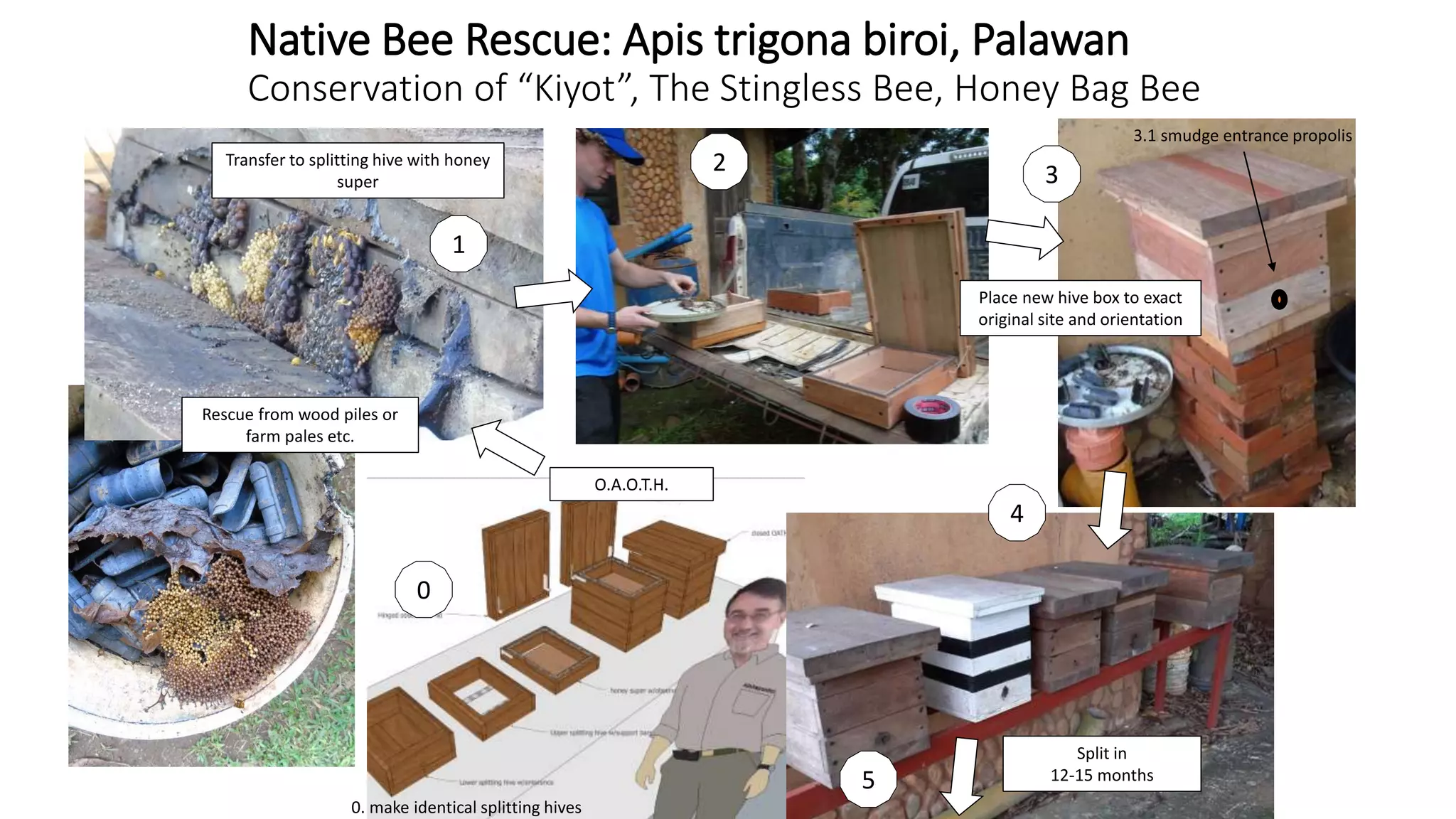 Apis trigona biroi palawan | PPTX