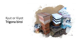 Apis trigona biroi palawan | PPTX