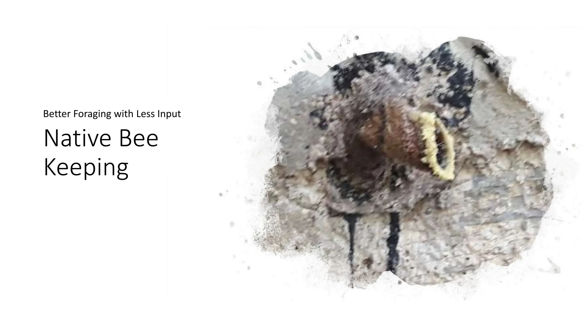 apis trigona biroi palawan native beekeeping | PPT