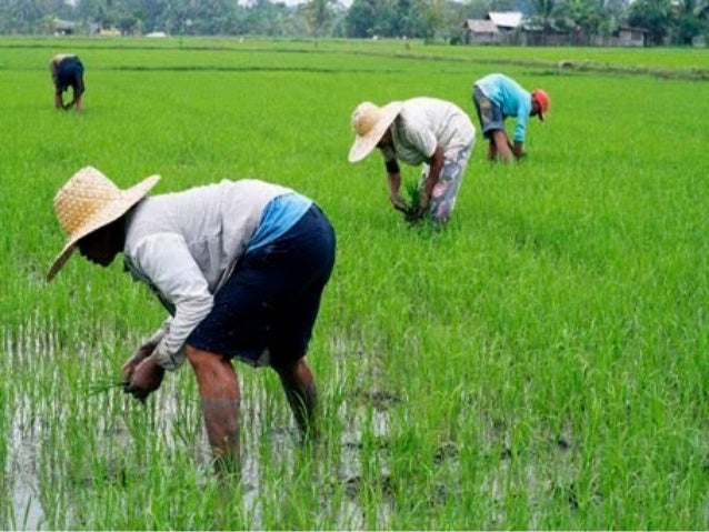 Ap iv agrikultura at industriya pampublikong korporasyon sektor ng pa…