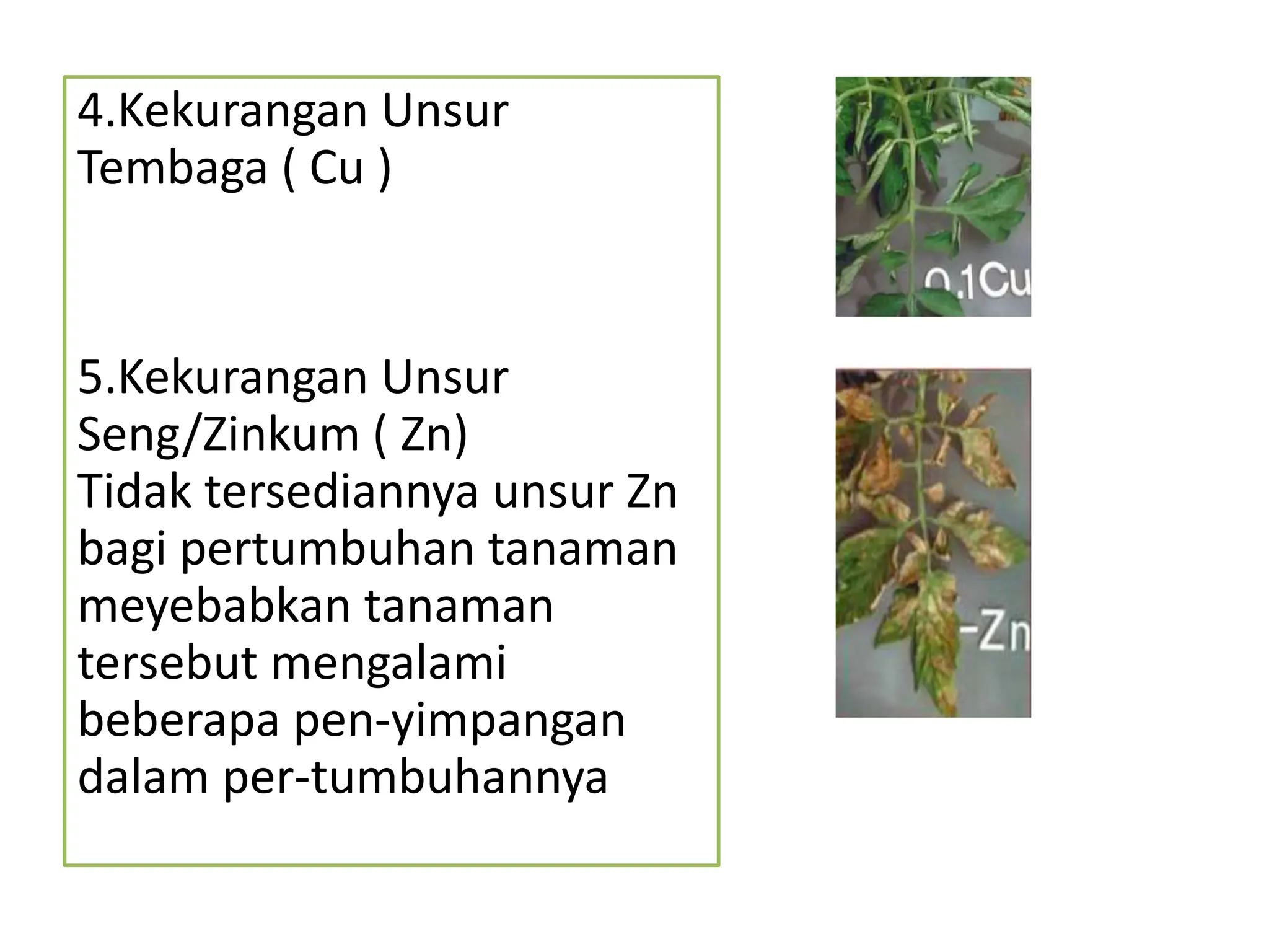 Presentation2-FUNGSI_MINERAL_BAGI_TUMBUHAN.pptx