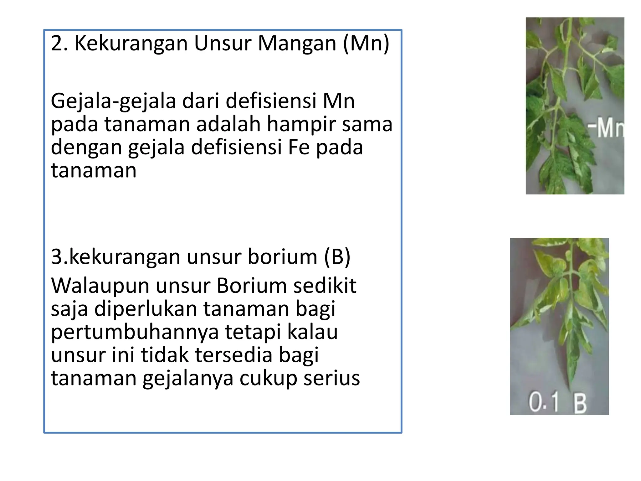 Presentation2-FUNGSI_MINERAL_BAGI_TUMBUHAN.pptx