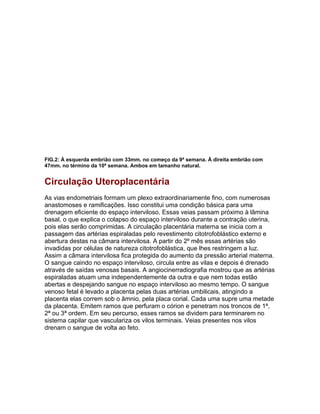 A placenta e_o_cord_o_umbilical | DOC