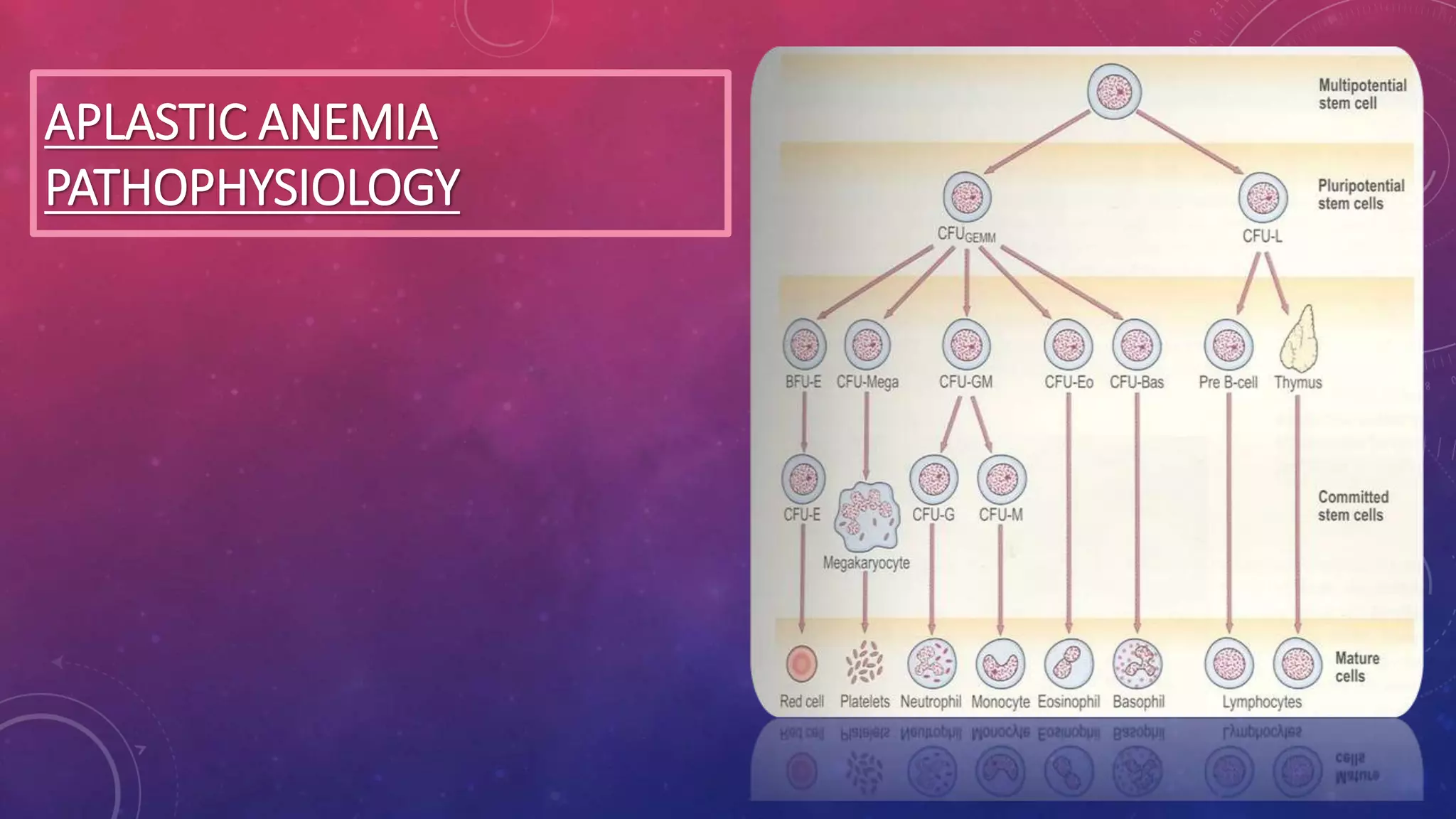 Aplastic anemia | PPSX