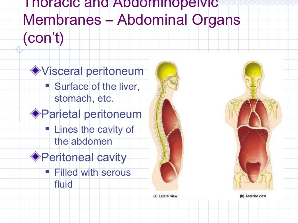 A & p lecture 1 082310 intro, descriptive anatomy, anatomical term…