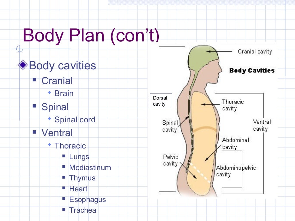 A & p lecture 1 082310 intro, descriptive anatomy, anatomical term…