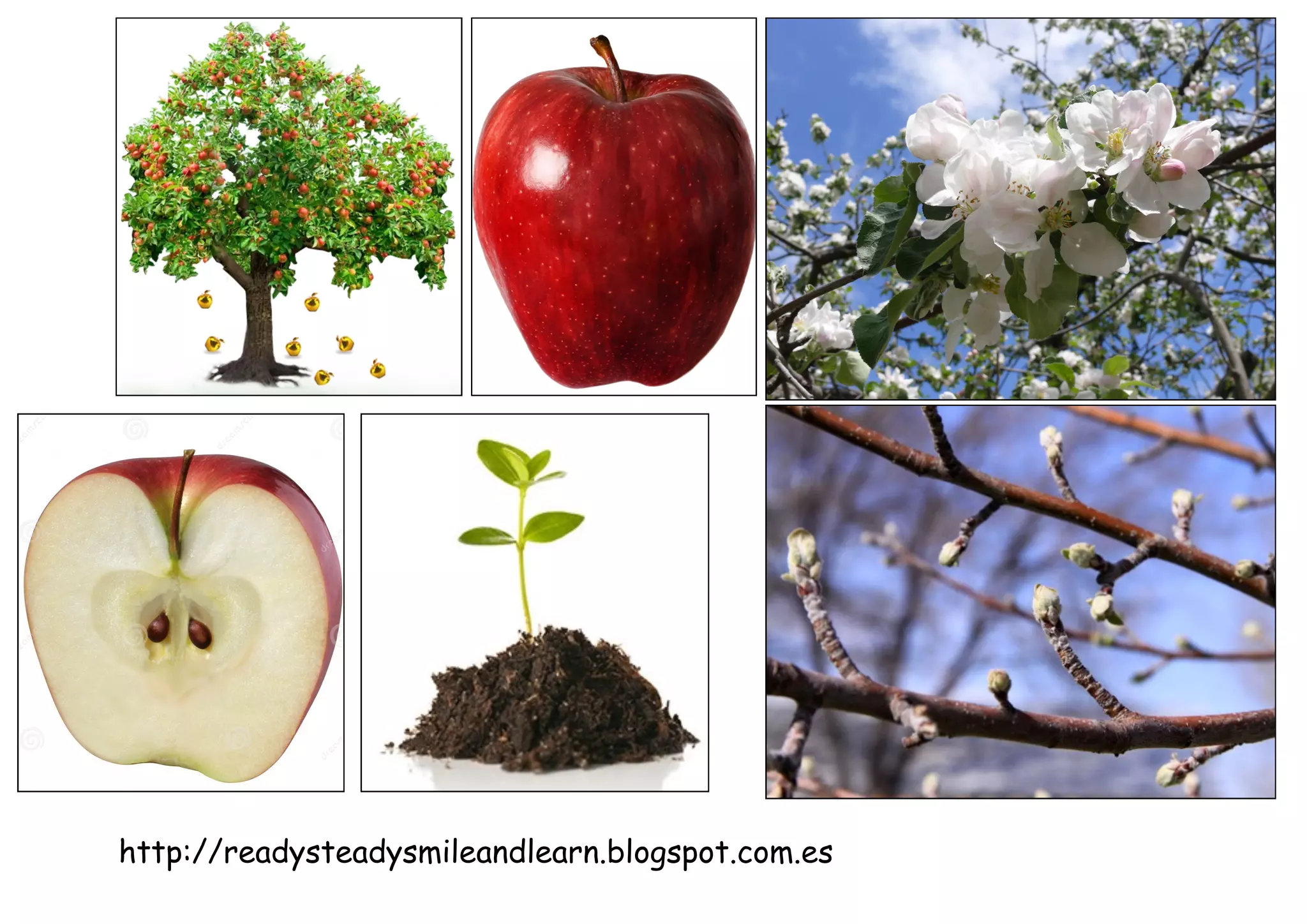 Aplee tree lifecycle | PPT