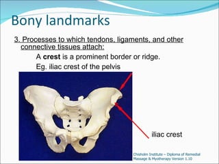 A&p lesson 1 introduction | PPT