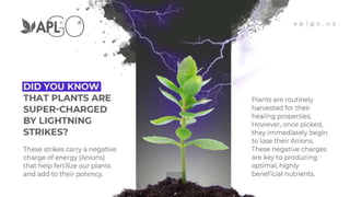 APLGO USA Info Presentation | PPTX
