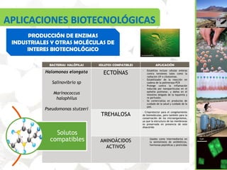 Aplicaciones biotecnólogicas de las bacterias halofilas diapos | PPT