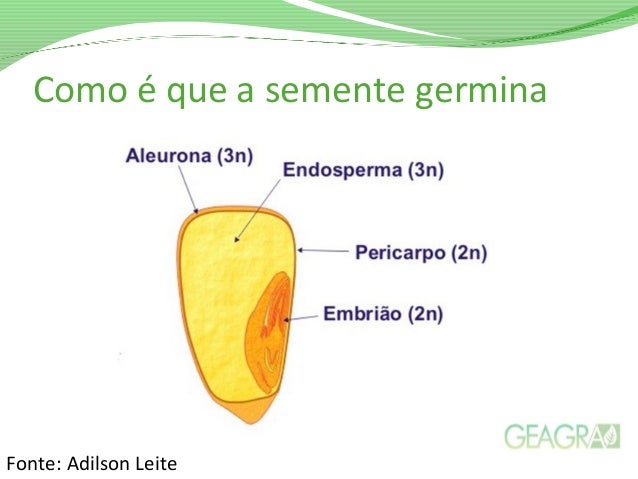 Aplicações Complementares na cultura do Milho