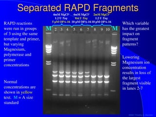 Aplikasi Biomol kul 6 (RFLP and RAPD).ppt