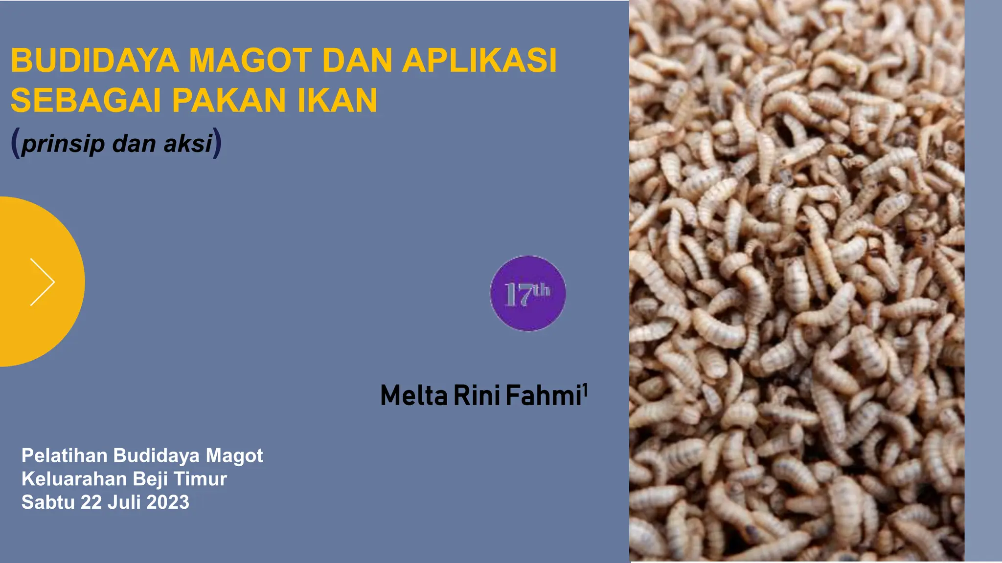 Aplikasi magot sebagai pakan merupakan materi pelatihan budidaya magot ...