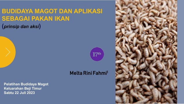 Aplikasi magot sebagai pakan merupakan materi pelatihan budidaya magot ...