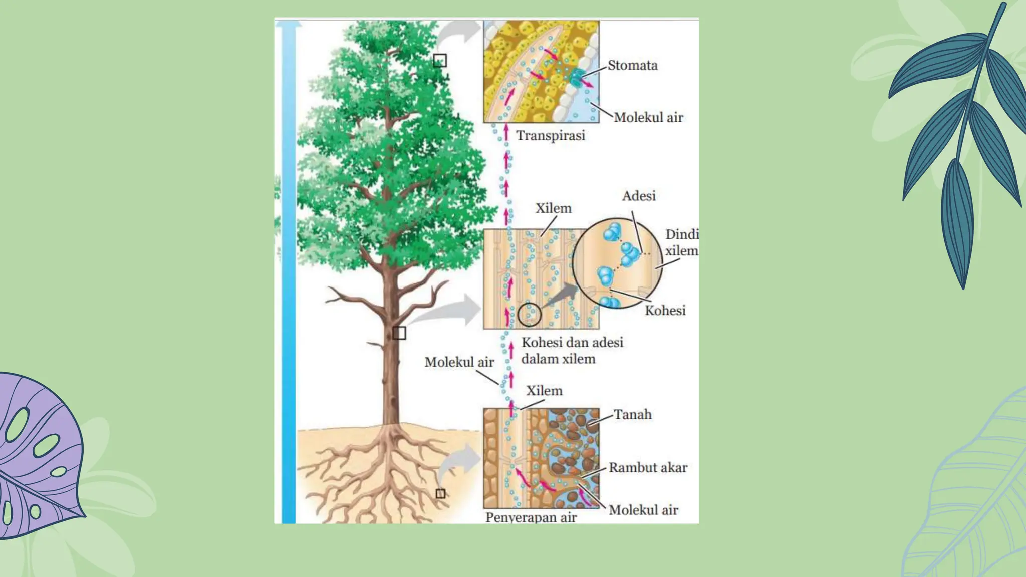 Aplikasi Tekanan Zat pada Tumbuhann.pptx
