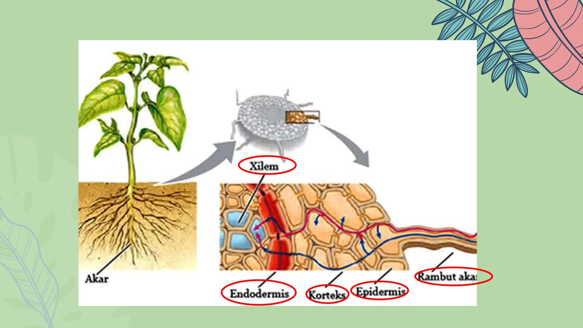 Aplikasi Tekanan Zat pada Tumbuhann.pptx