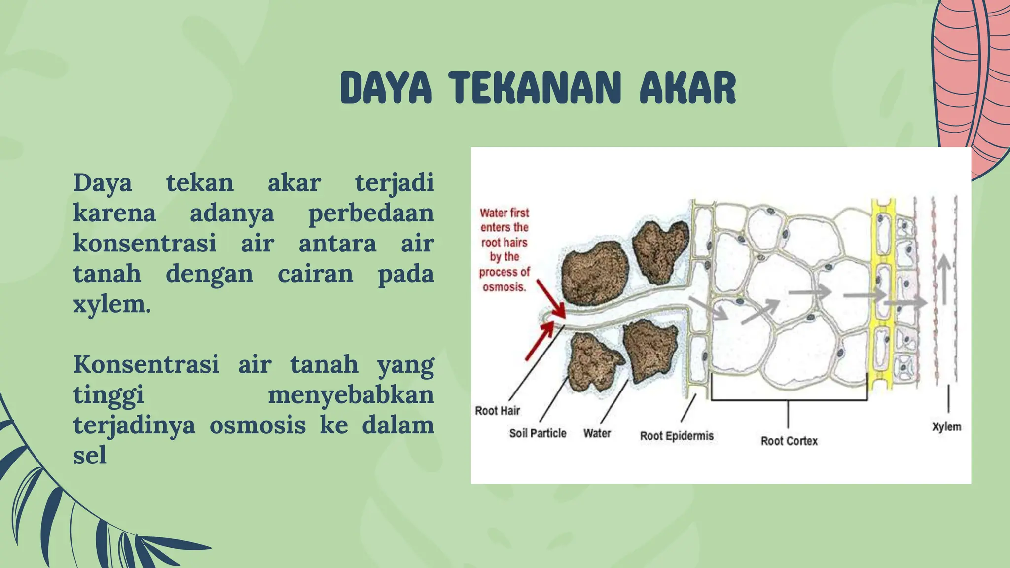 Aplikasi Tekanan Zat pada Tumbuhann.pptx