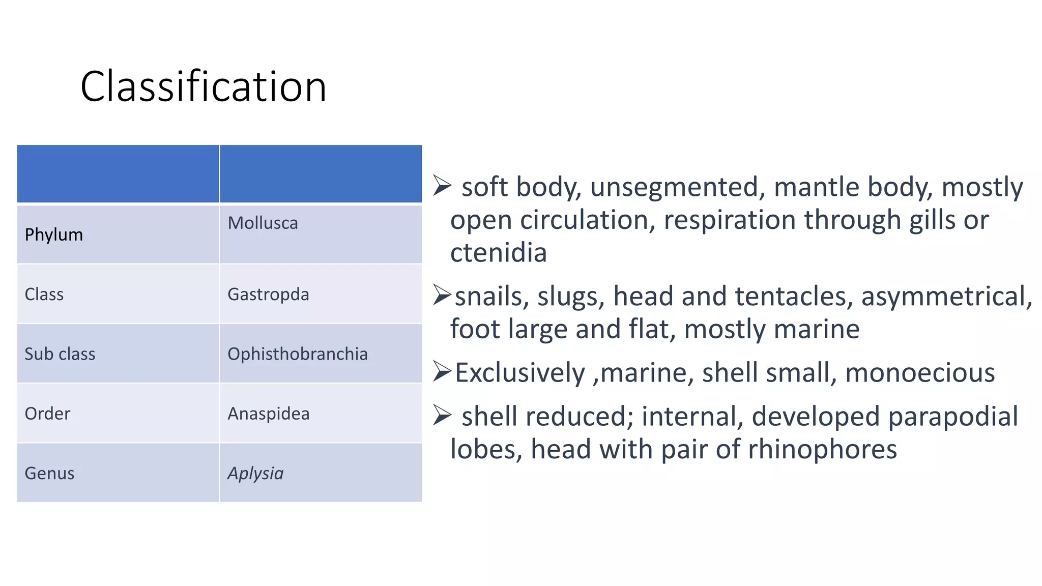 Aplysia (sea hare) | PPTX
